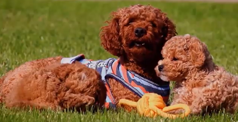 Cavapoo Lifespan How To Ensure Long Life For Your Companion