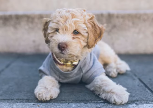 Best Cavapoo Information Guide – Breed, Care, Traits & FAQs