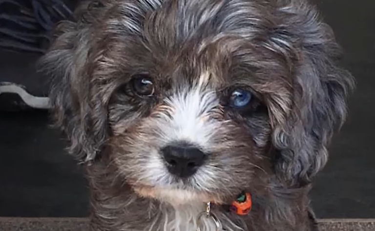 Cavapoo Lifespan How To Ensure Long Life For Your Companion