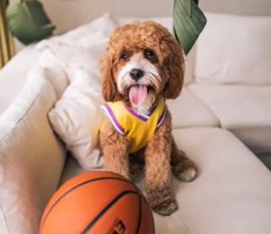 Cavapoo Lifespan How To Ensure Long Life For Your Companion