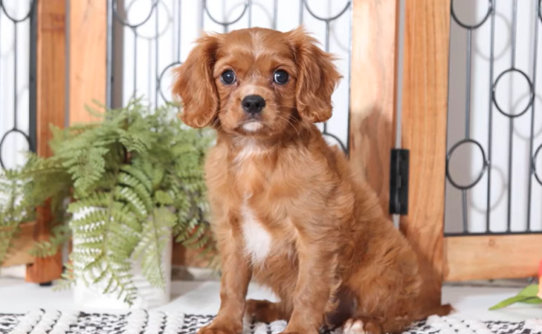 Best Cavapoo Information Guide – Breed, Care, Traits & FAQs