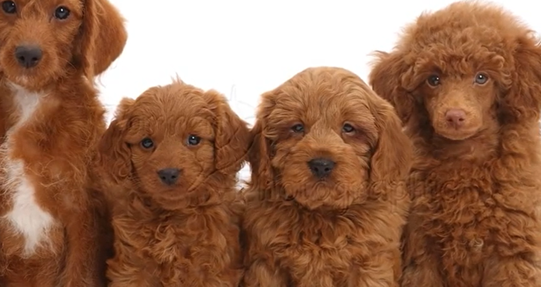 Cavapoo Lifespan How To Ensure Long Life For Your Companion