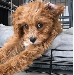 Best Cavapoo Information Guide – Breed, Care, Traits & FAQs