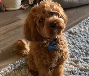 Best Cavapoo Information Guide – Breed, Care, Traits & FAQs