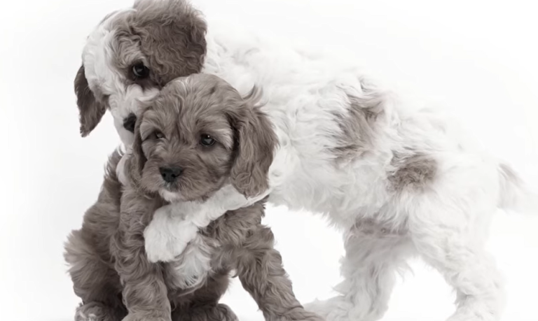 Best Cavapoo Information Guide – Breed, Care, Traits & FAQs