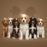 15 Stunning Cavapoo Colors & Coat Patterns With Photos