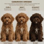 Full Grown Cavapoo Sizes: Weight, Height & Size Chart