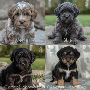 15 Stunning Cavapoo Colors & Coat Patterns With Photos