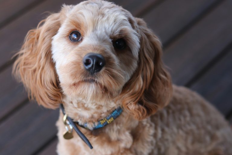 Cavapoo Lifespan How To Ensure Long Life For Your Companion