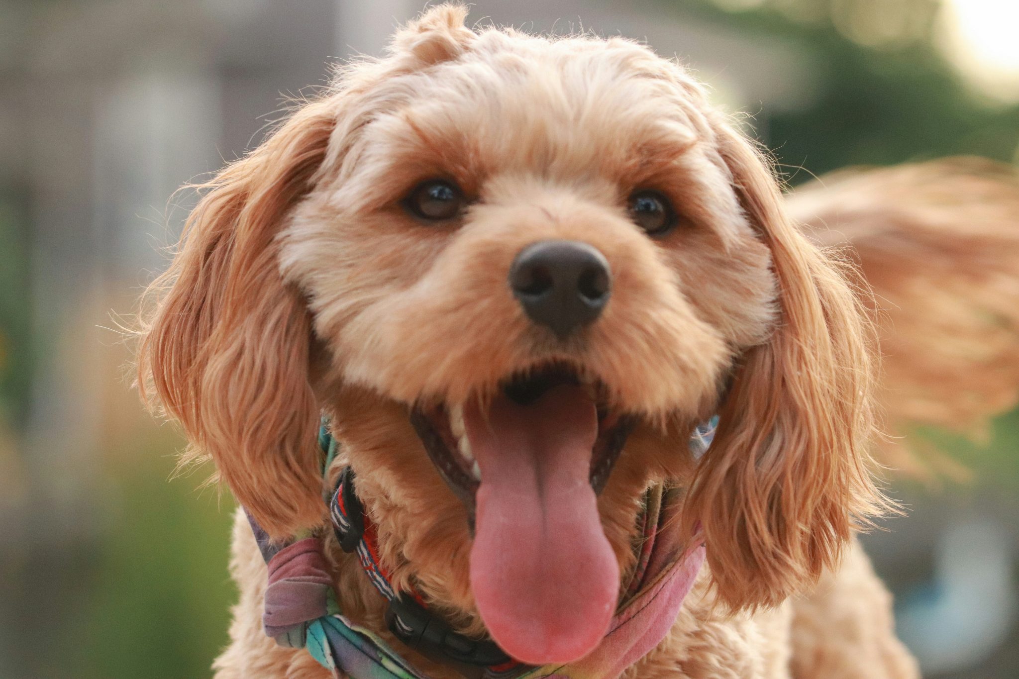 Cavapoo Lifespan How To Ensure Long Life For Your Companion