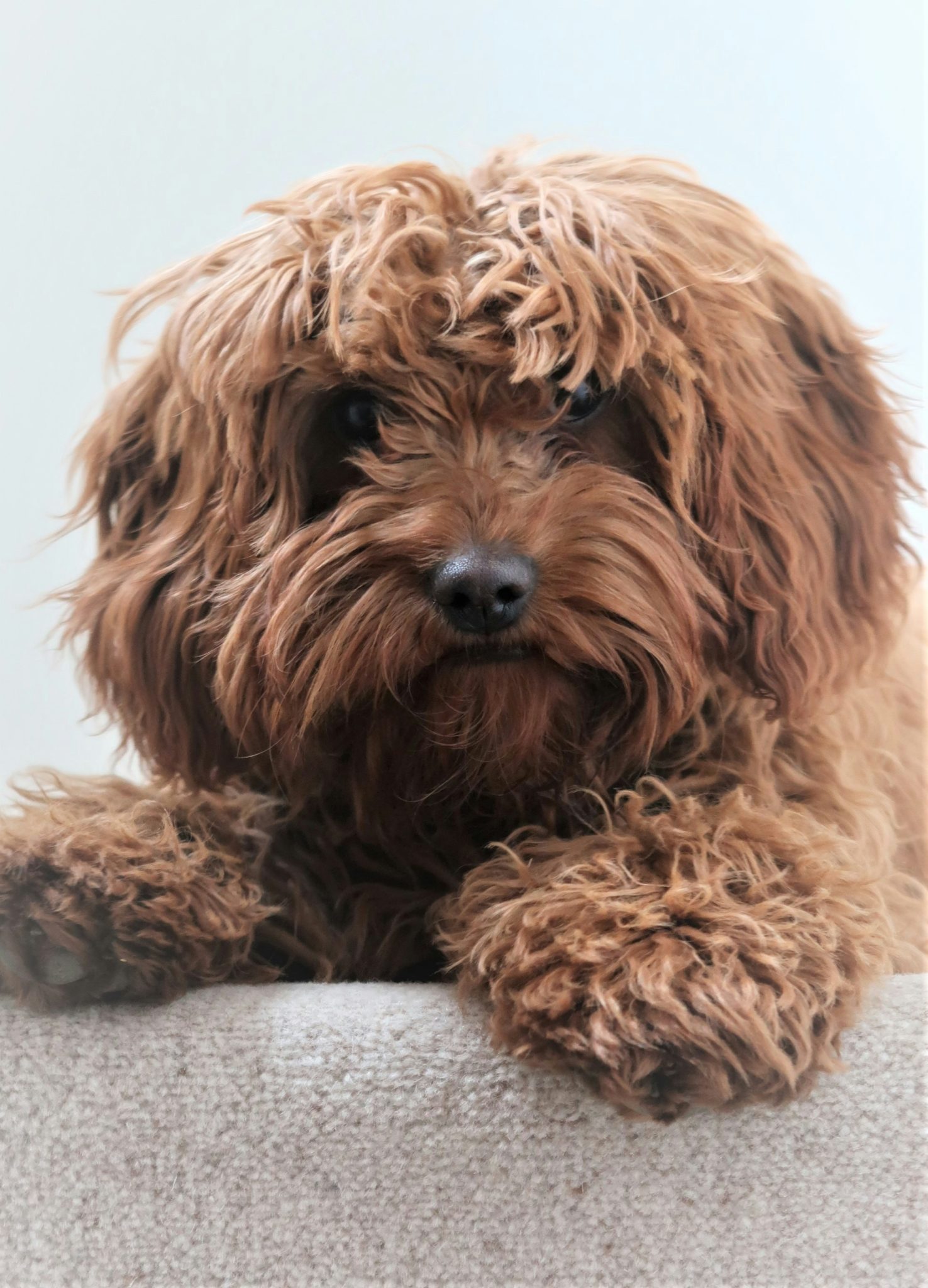 Cavapoo Lifespan How To Ensure Long Life For Your Companion