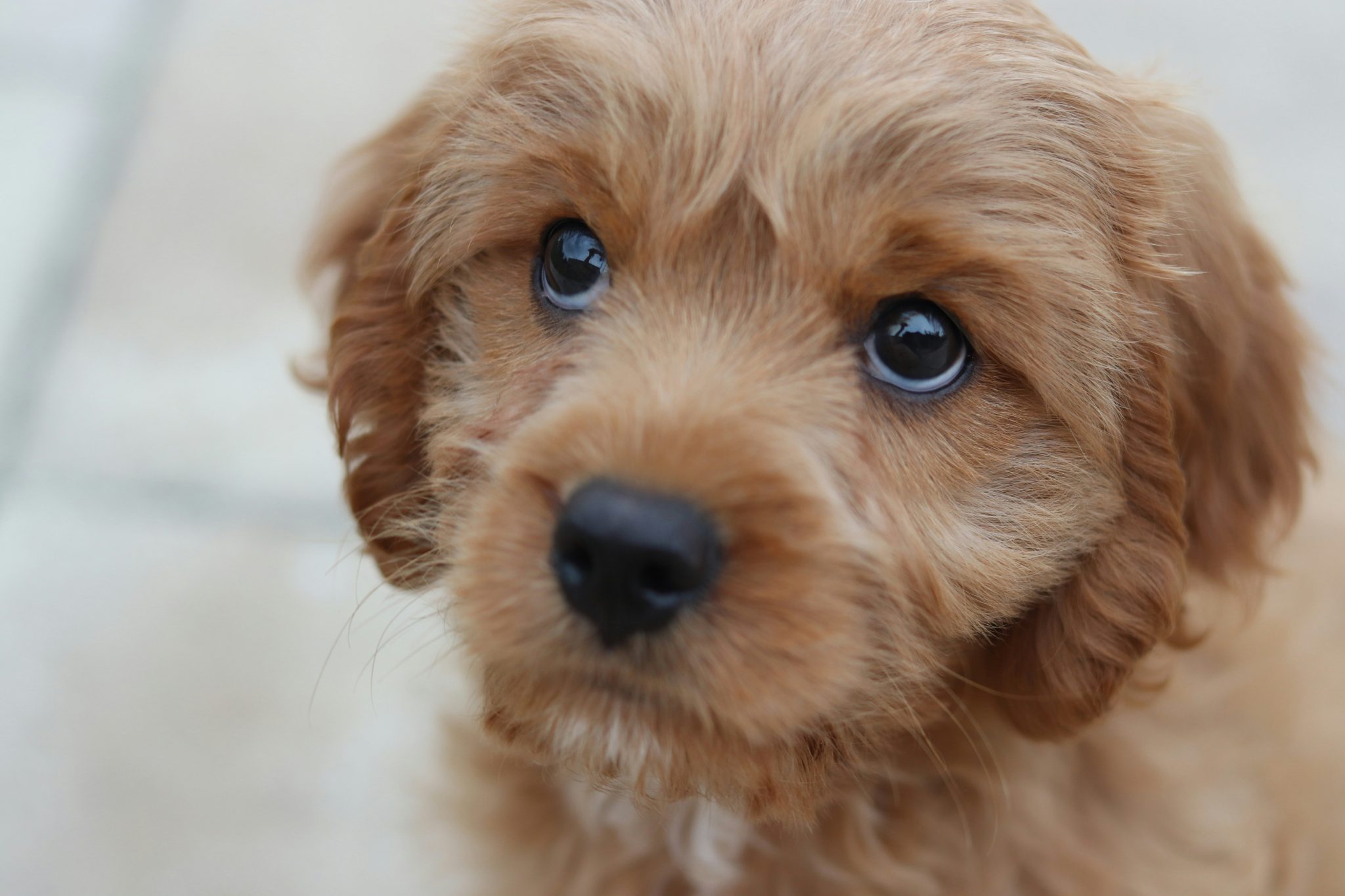 Cavapoo Lifespan How To Ensure Long Life For Your Companion