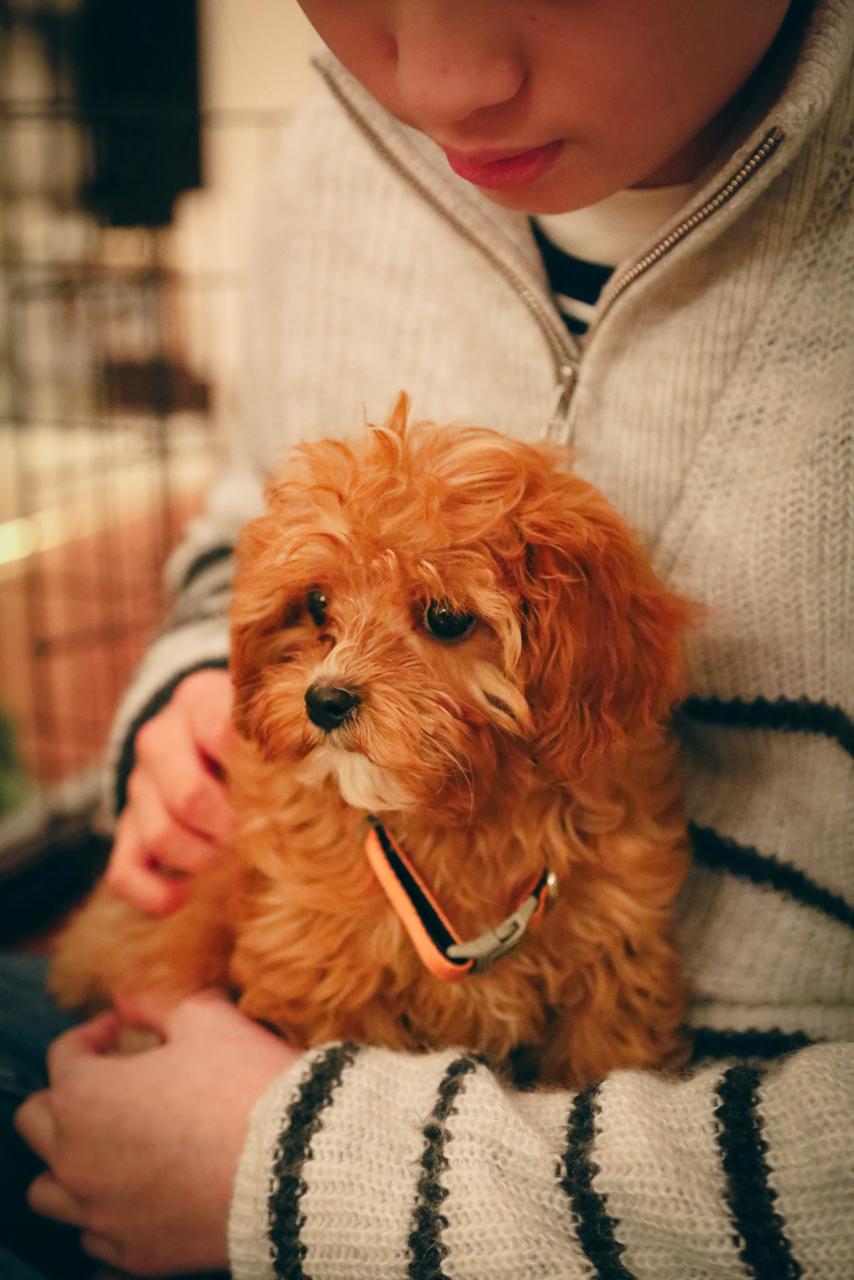 Full Grown Cavapoo Sizes: Weight, Height & Size Chart