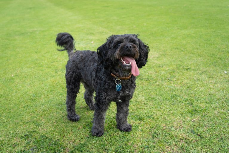 Full Grown Cavapoo Sizes: Weight, Height & Size Chart