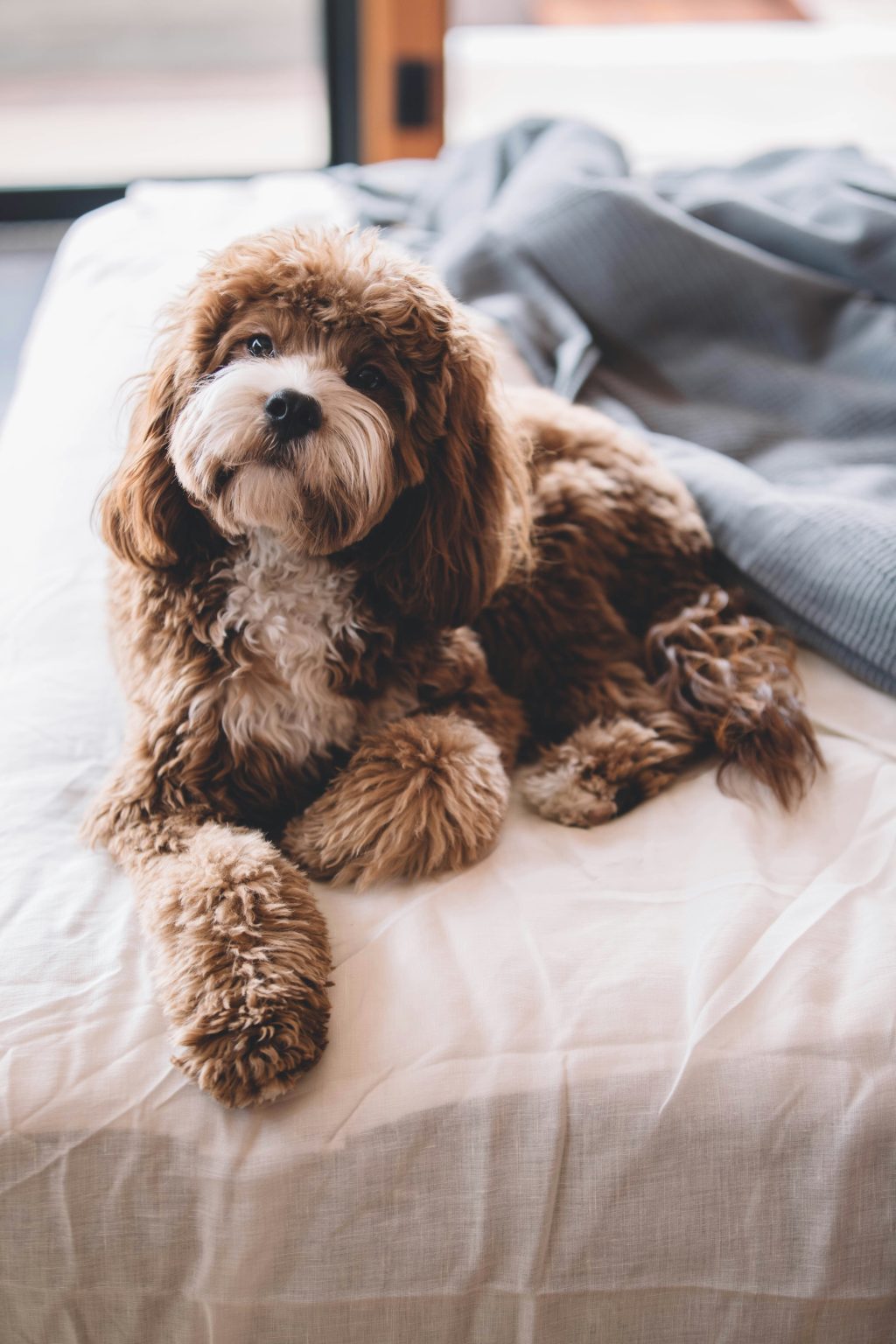Full Grown Cavapoo Sizes: Weight, Height & Size Chart