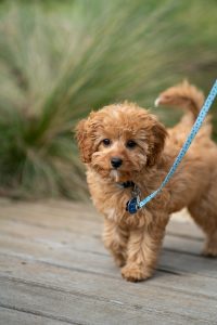 Full Grown Cavapoo Sizes: Weight, Height & Size Chart