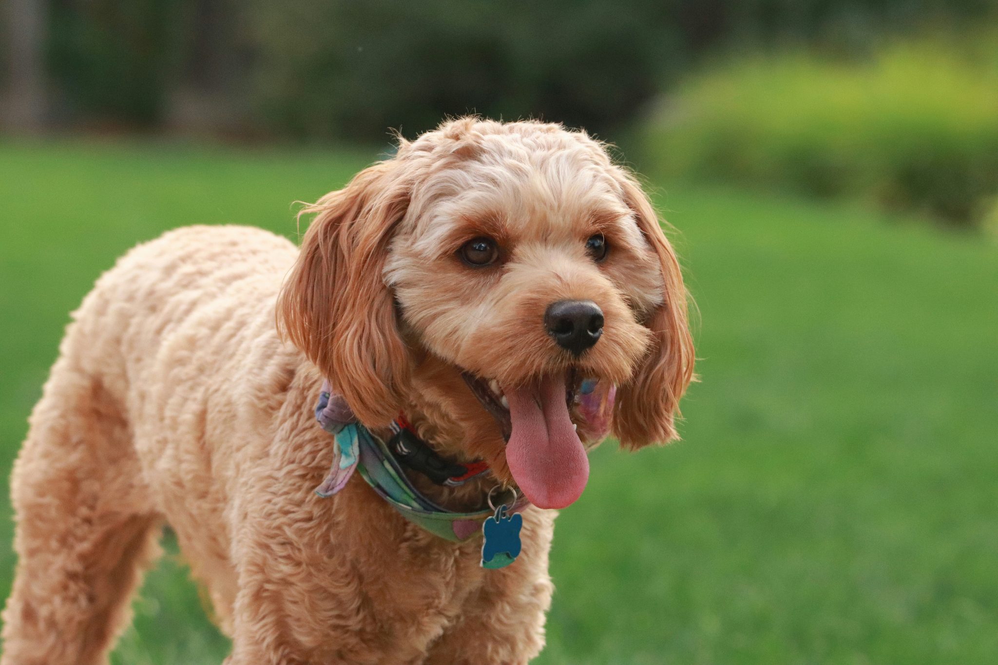 Full Grown Cavapoo Sizes: Weight, Height & Size Chart