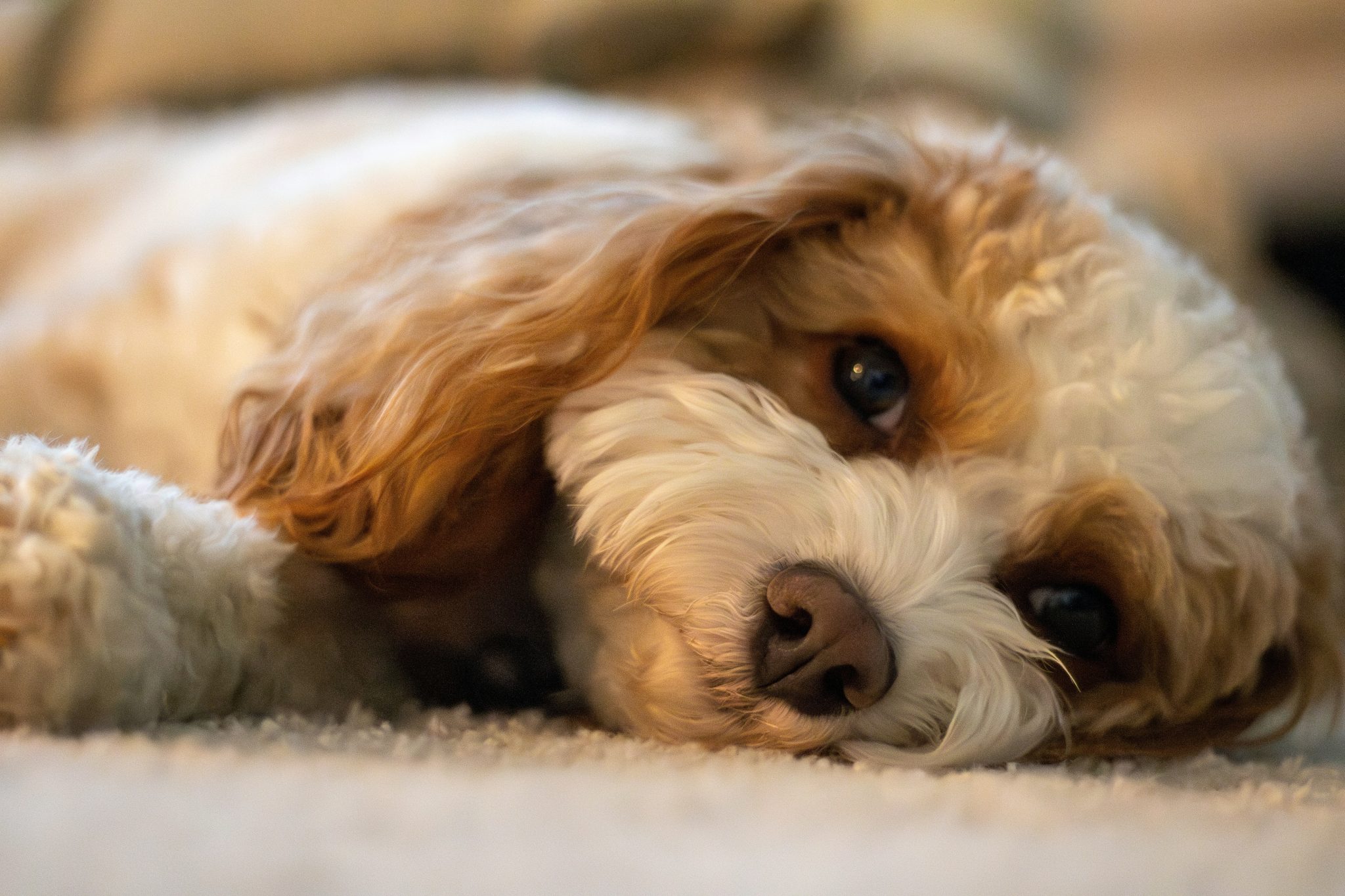Cavapoo Lifespan How To Ensure Long Life For Your Companion