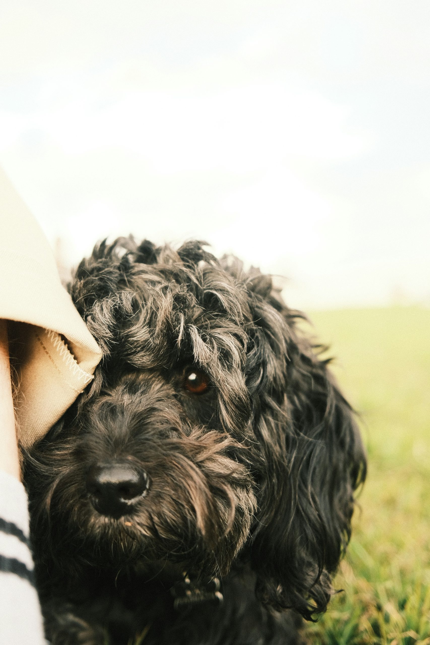 Cavapoo Lifespan How To Ensure Long Life For Your Companion