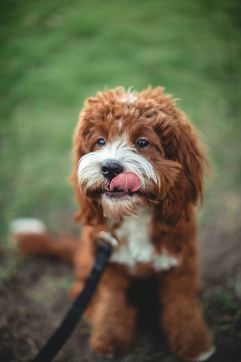 Cavapoo Lifespan How To Ensure Long Life For Your Companion