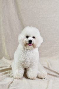 Best Cavapoo Information Guide – Breed, Care, Traits & FAQs