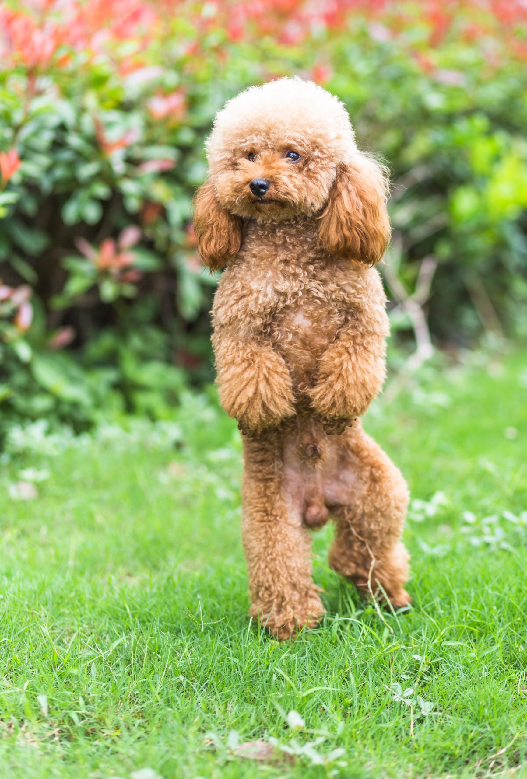 Best Cavapoo Information Guide – Breed, Care, Traits & FAQs