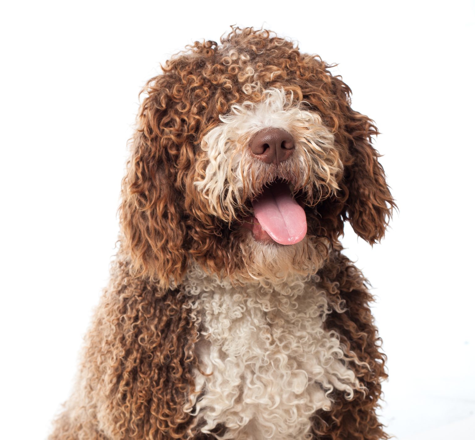 Best Cavapoo Information Guide – Breed, Care, Traits & FAQs