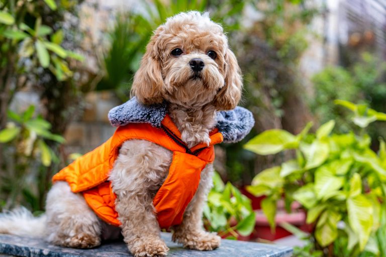 Best Cavapoo Information Guide – Breed, Care, Traits & FAQs