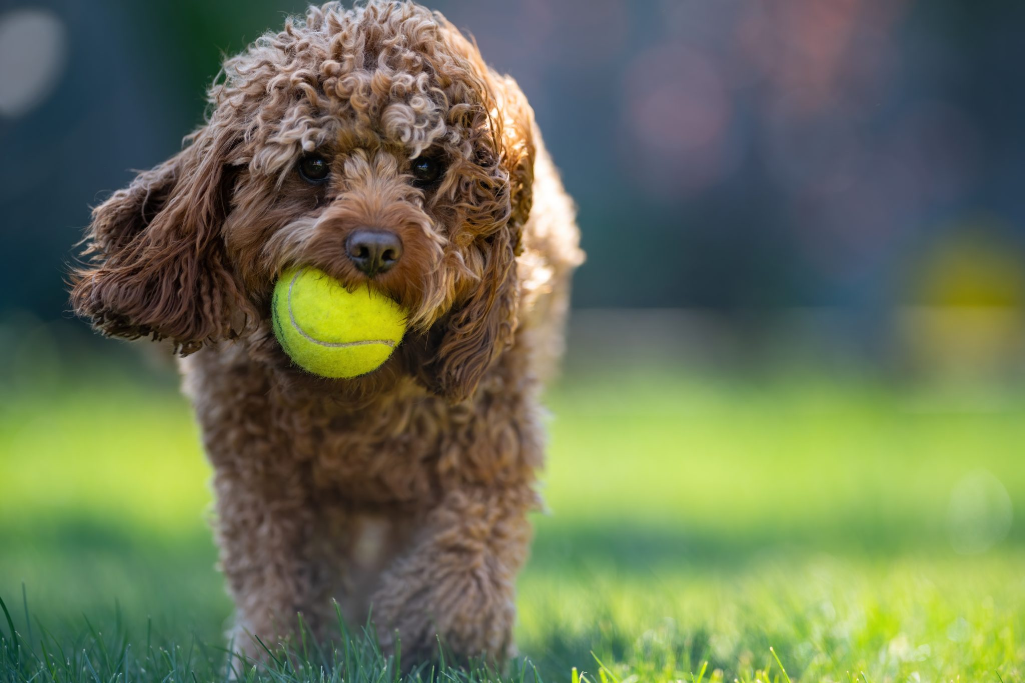 Best Cavapoo Information Guide – Breed, Care, Traits & FAQs
